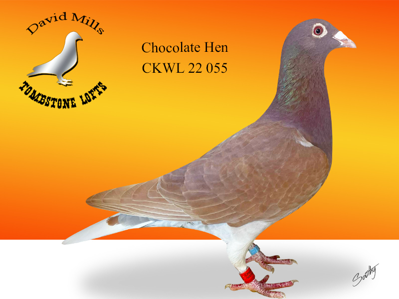 Lot 2 CKWL 22 055 Chocolate Hen Meulemans