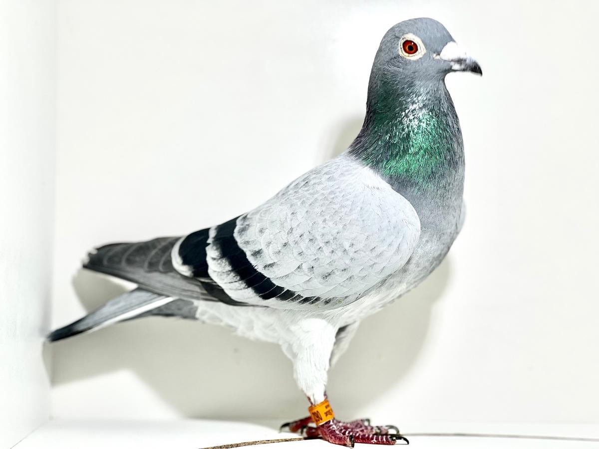 Lot 5 Meadow 16 062 PC Hen Van Lint direct off imports