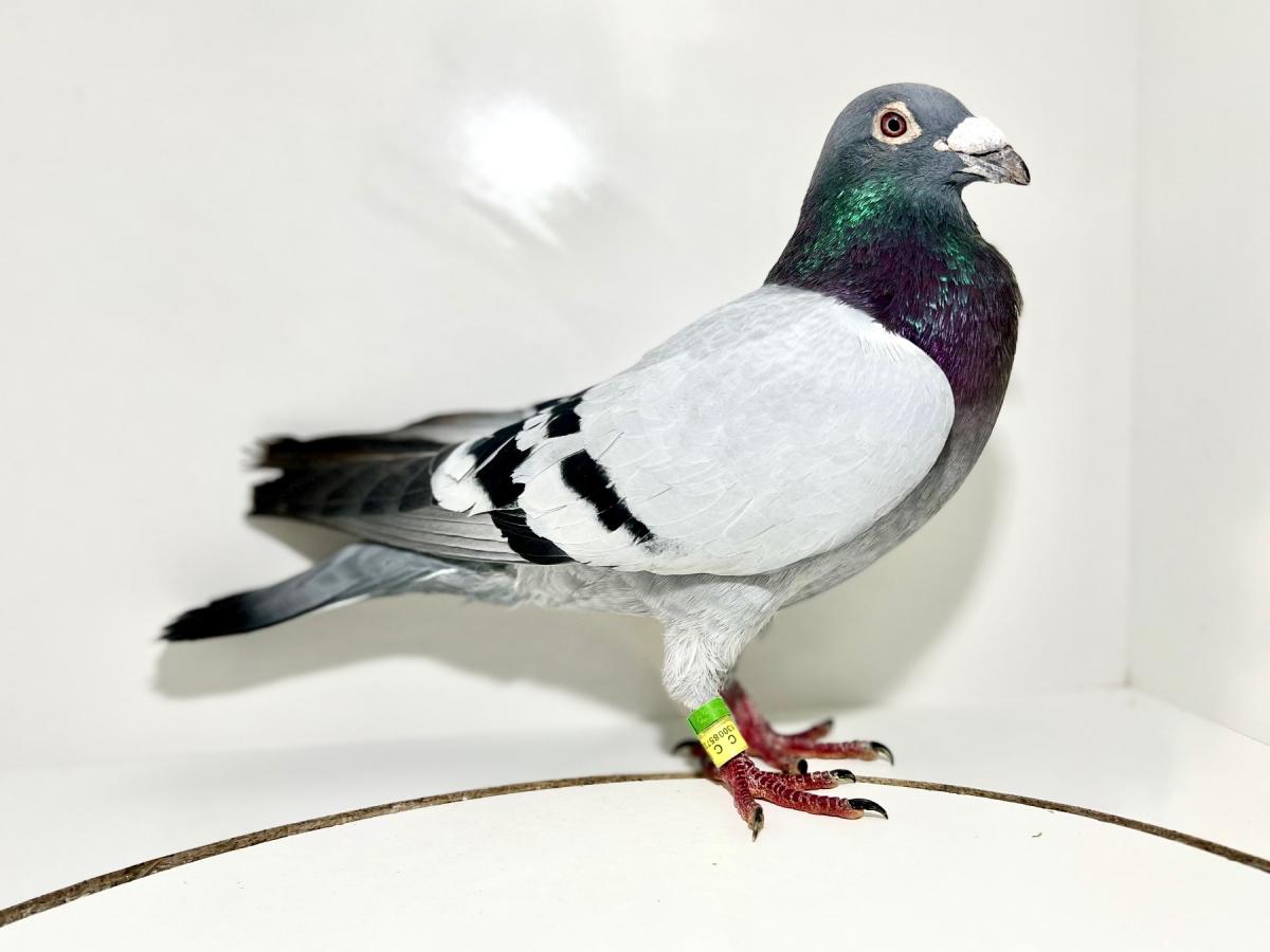 Lot 15 CCF 19 1207 BB Cock Harrison