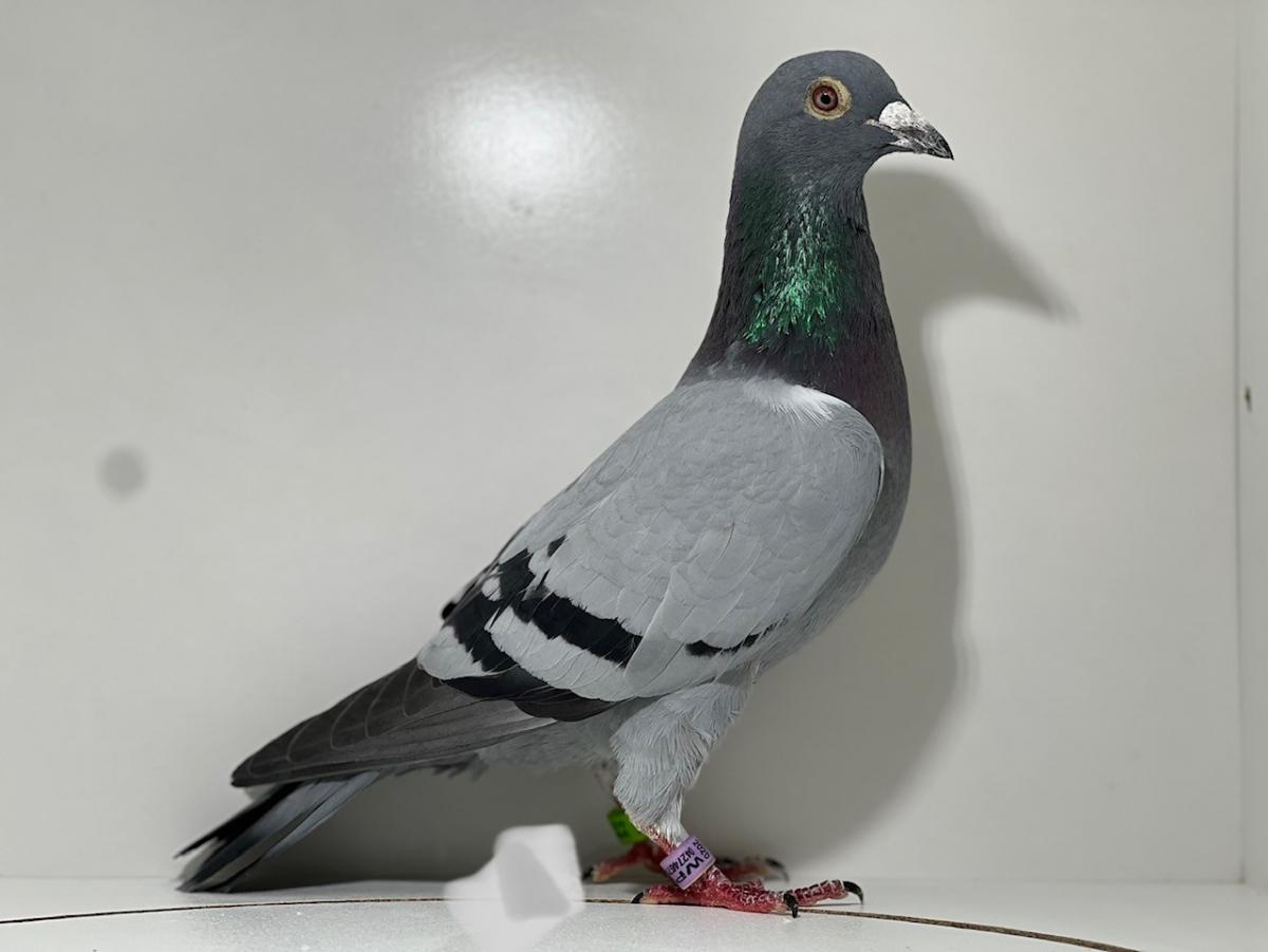 Lot 17 WPF 20 12226 BB Hen Jos Thone X / Diamond Pigeon Auctions