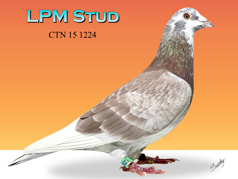 Lot 8 CTN 15 1224 RCP Cock Staf Van Reet / Diamond Pigeon Auctions