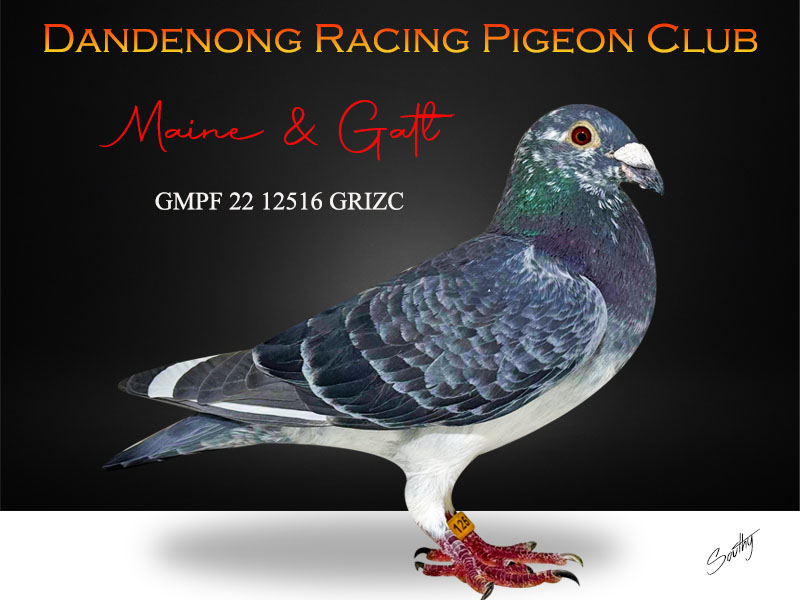 Lot 12 GMPF 22 12516 Griz Cock Van Breeman bred by Maine & Gatt