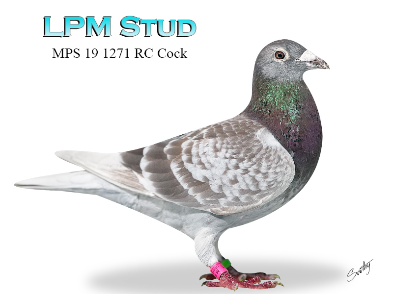 Lot 20 MPS 19 1271 RC Cock Staf Van Reet/Laycock/Soontjens