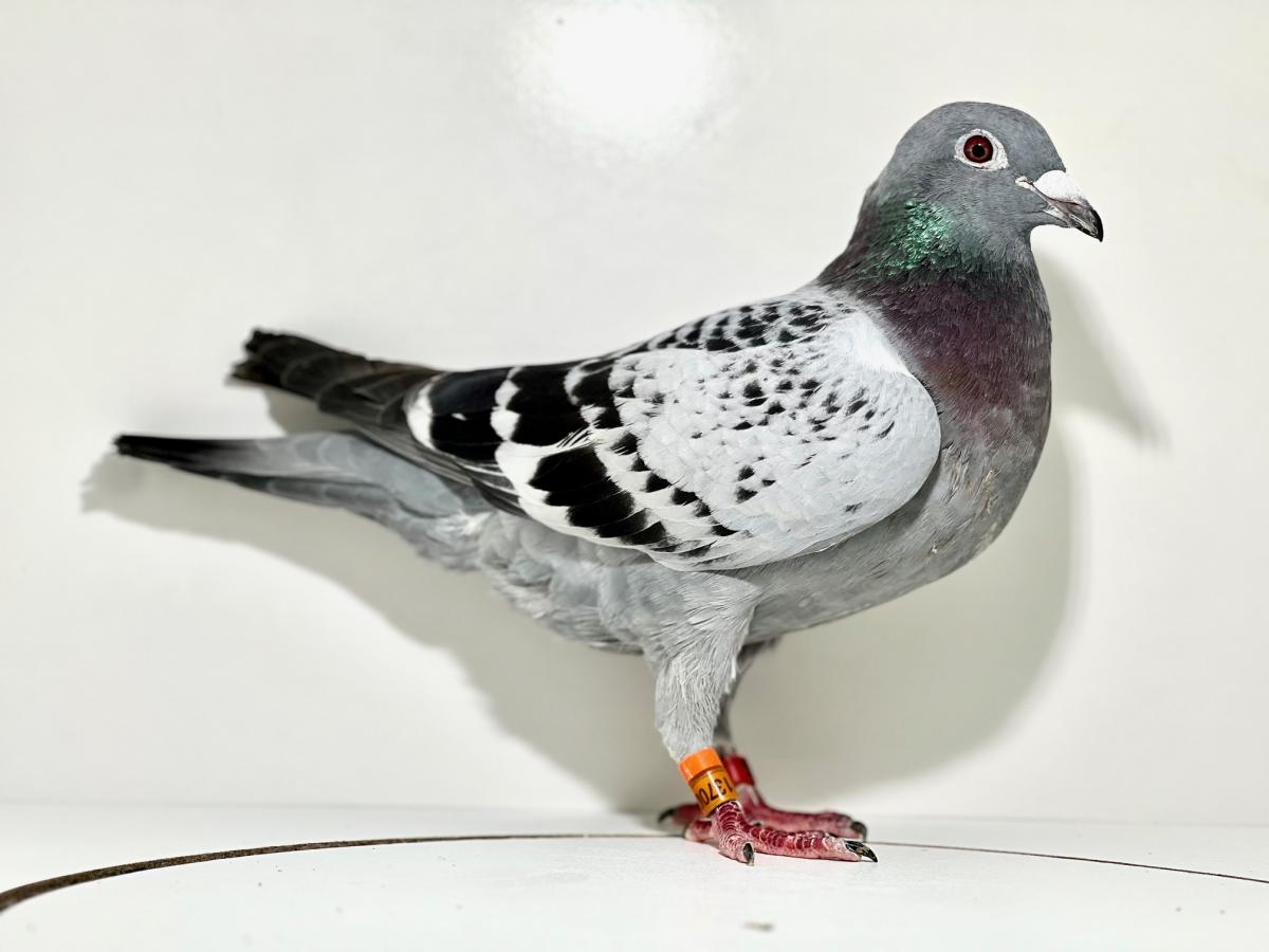 Lot 1 SA 17 13700 BC Hen Van Lint X Bred by Allan Cook / Diamond Pigeon ...