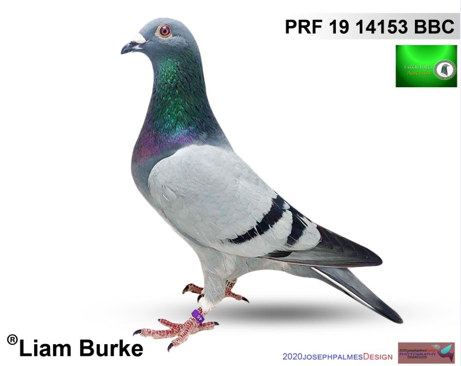 LOT 3 PRF 19 14153 BBC