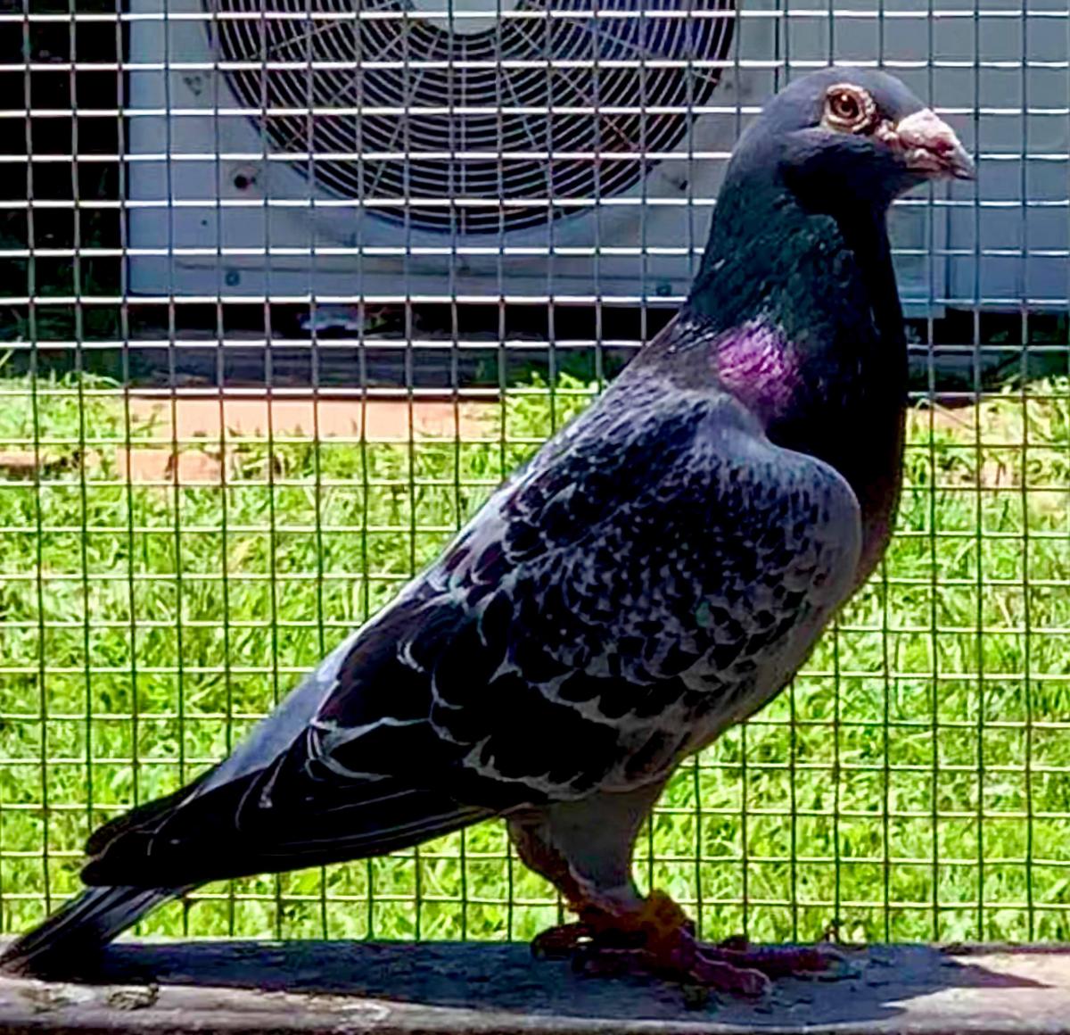 LM-14-8035 BCC Koopman / Diamond Pigeon Auctions