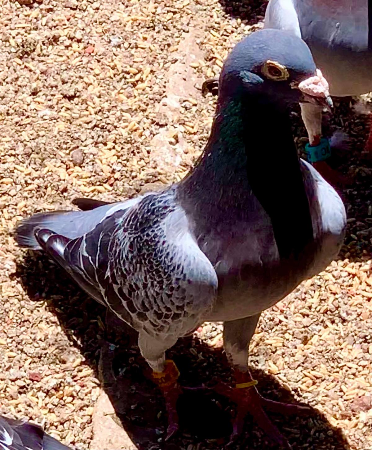 LM-14-8035 BCC Koopman / Diamond Pigeon Auctions