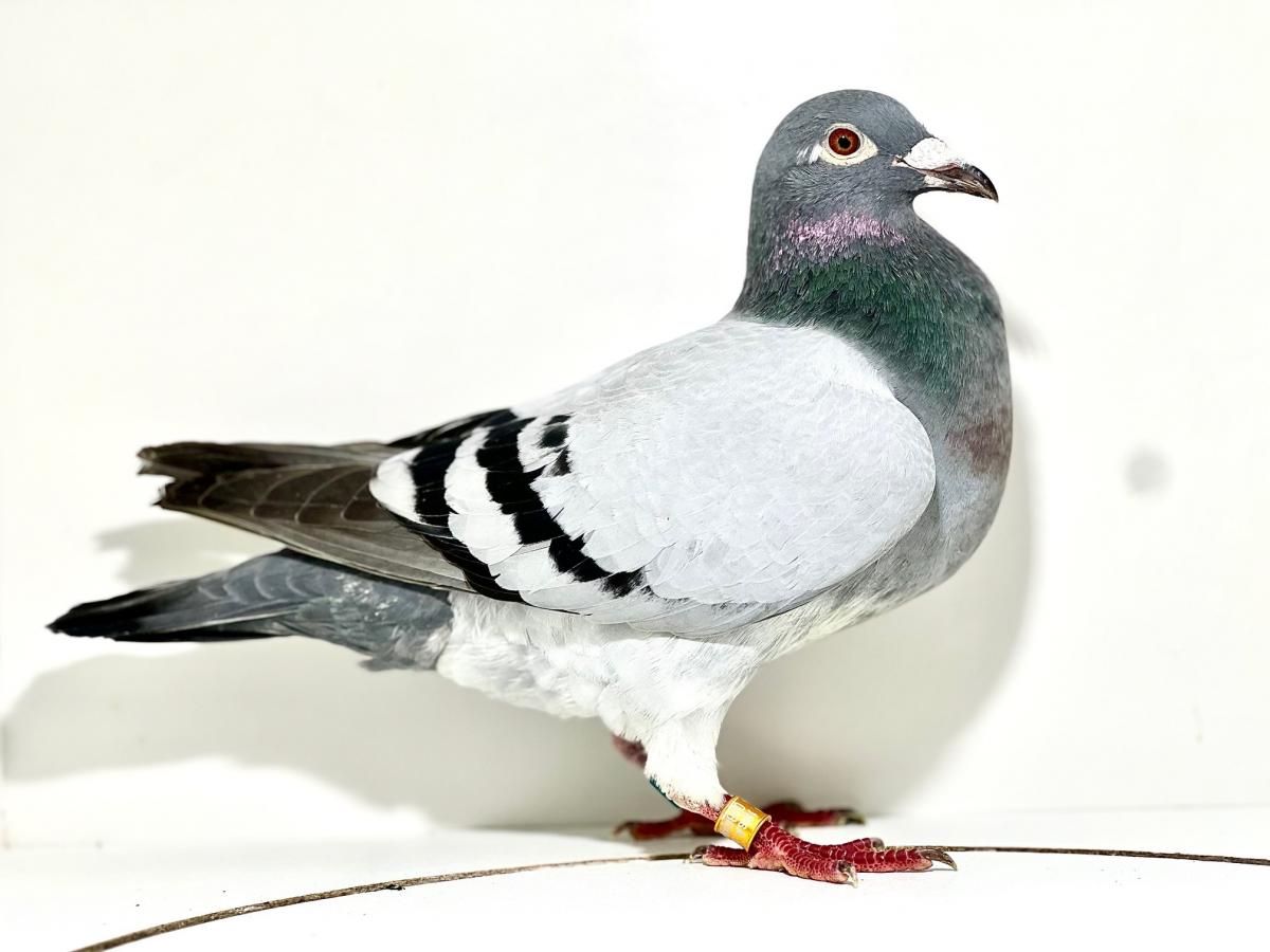 Lot 22 PRF 17 14493 BBTE Hen Van Den Bulck Grandchild of "Gold Dust" Bred by David Van Aalst