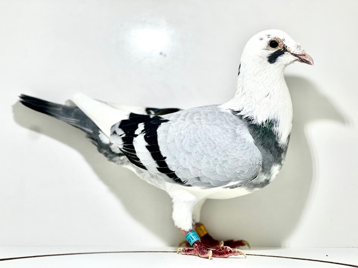 Lot 2 PRF 17 14496 GP Cock Van Den Bulck Bred by David Van Aalst