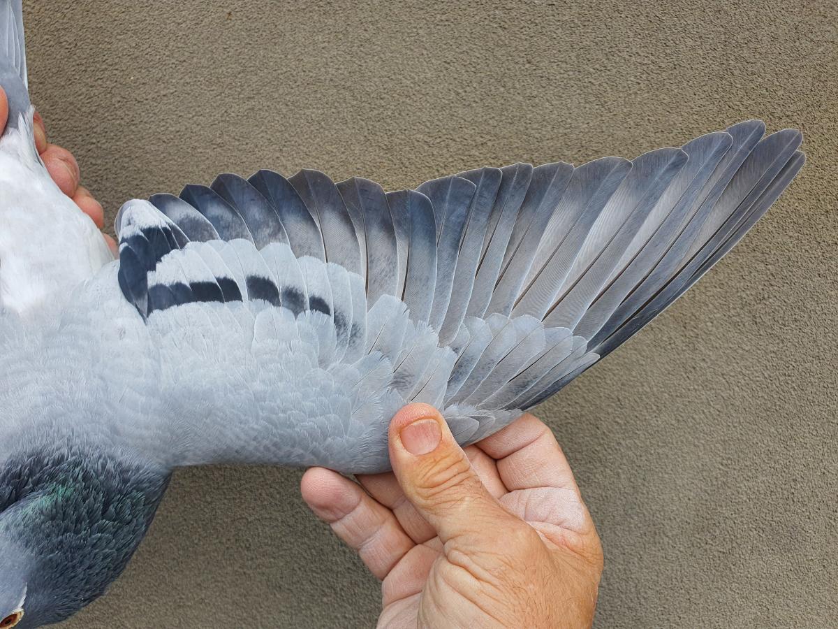 Lot 4 - Aust15-1502 BBPC Koopman - son of Derek