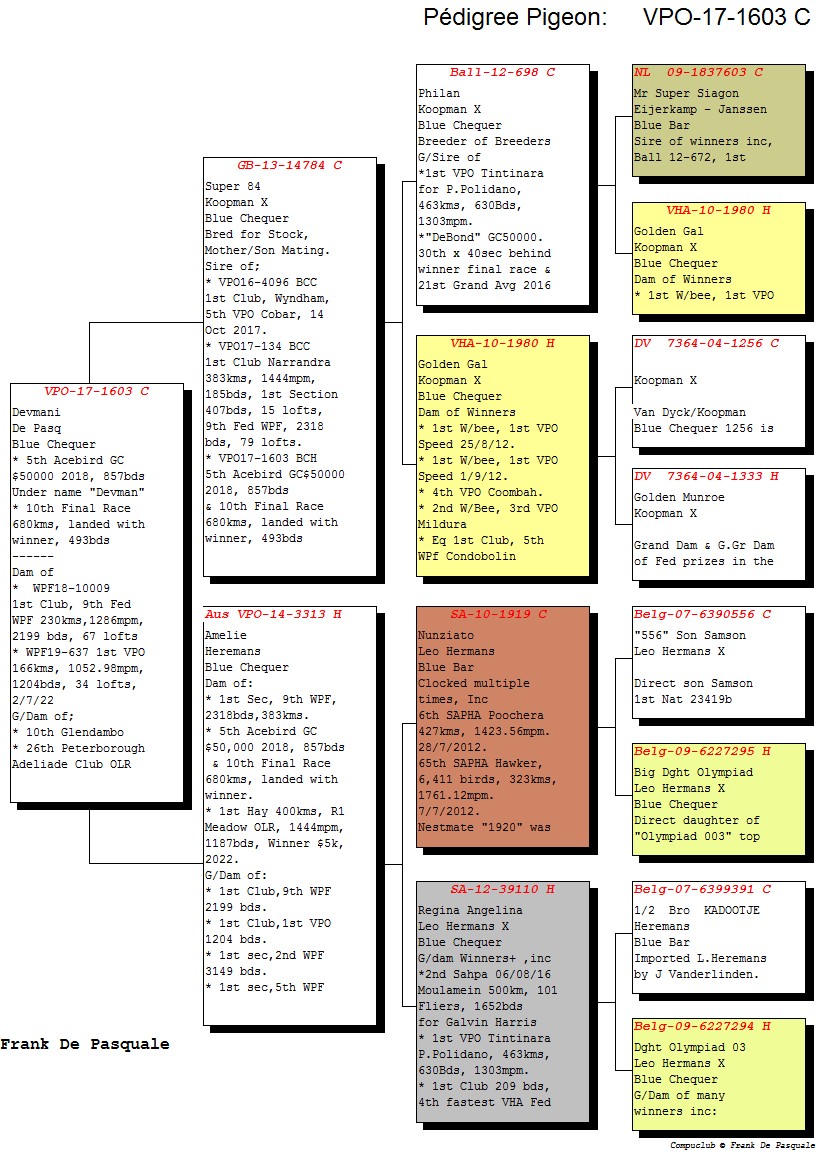 Lot 6 WPF 17 1603 "Devni" BC Hen 5th Ace Bird Hereman x Koopman Bloodlines