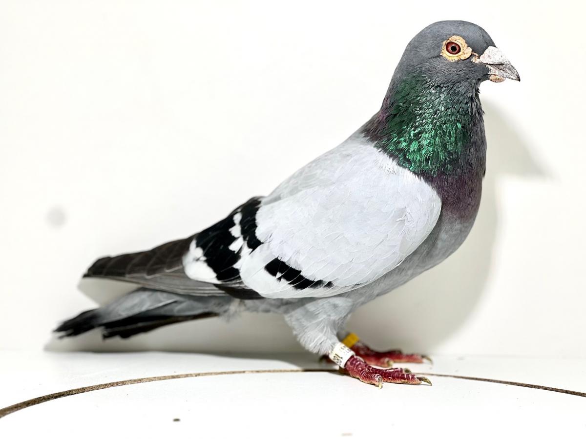 Lot 15 GMPF 12 1851 BB Cock Janssen/Van Loon / Diamond Pigeon Auctions