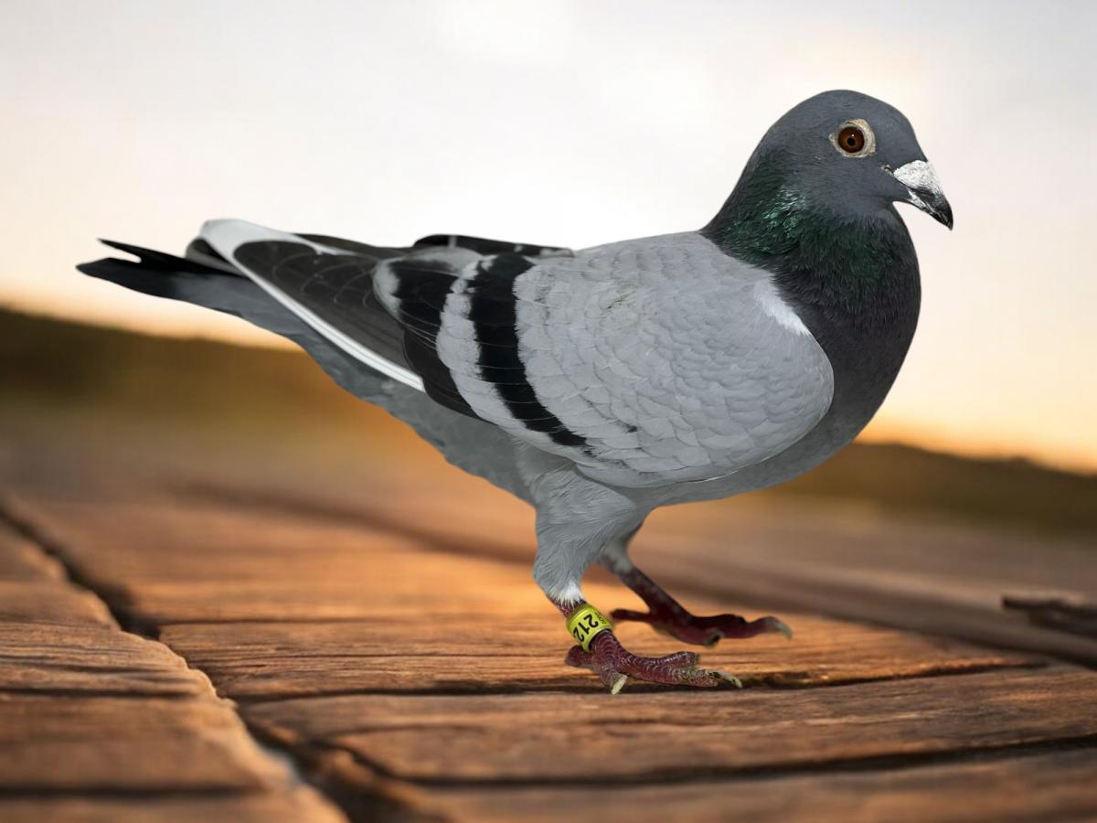 Lot 2 SA 21 21238 BBP Hen Greg Hamilton half sister to 1st QPF