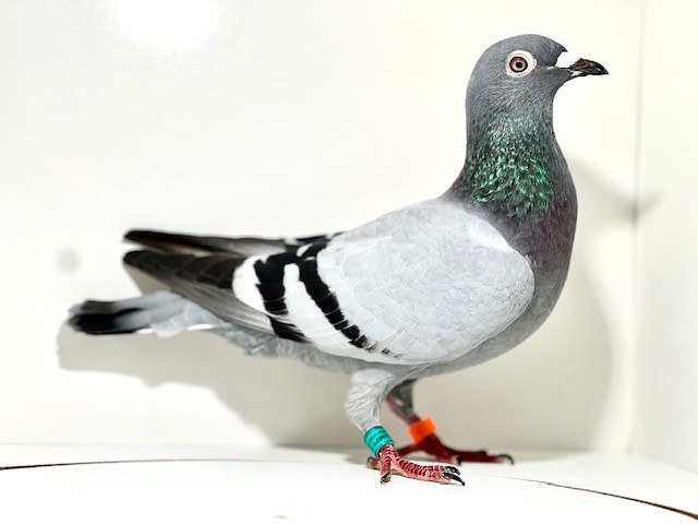 Lot 7 GMPF 19 2175 BB Hen Janssen/Van Loon / Diamond Pigeon Auctions