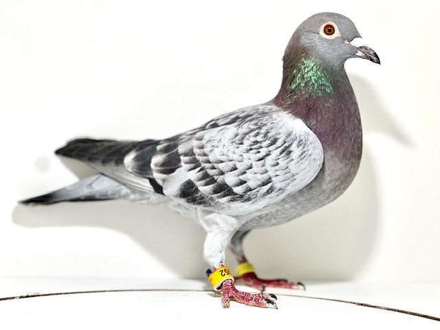 Lot 30 CTN 21 3052 Slate Hen Bred by John Faulks NSW