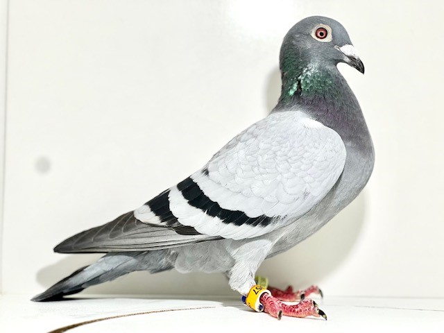 Lot 31 CTN 21 3057 BB Hen Bred by John Faulks NSW