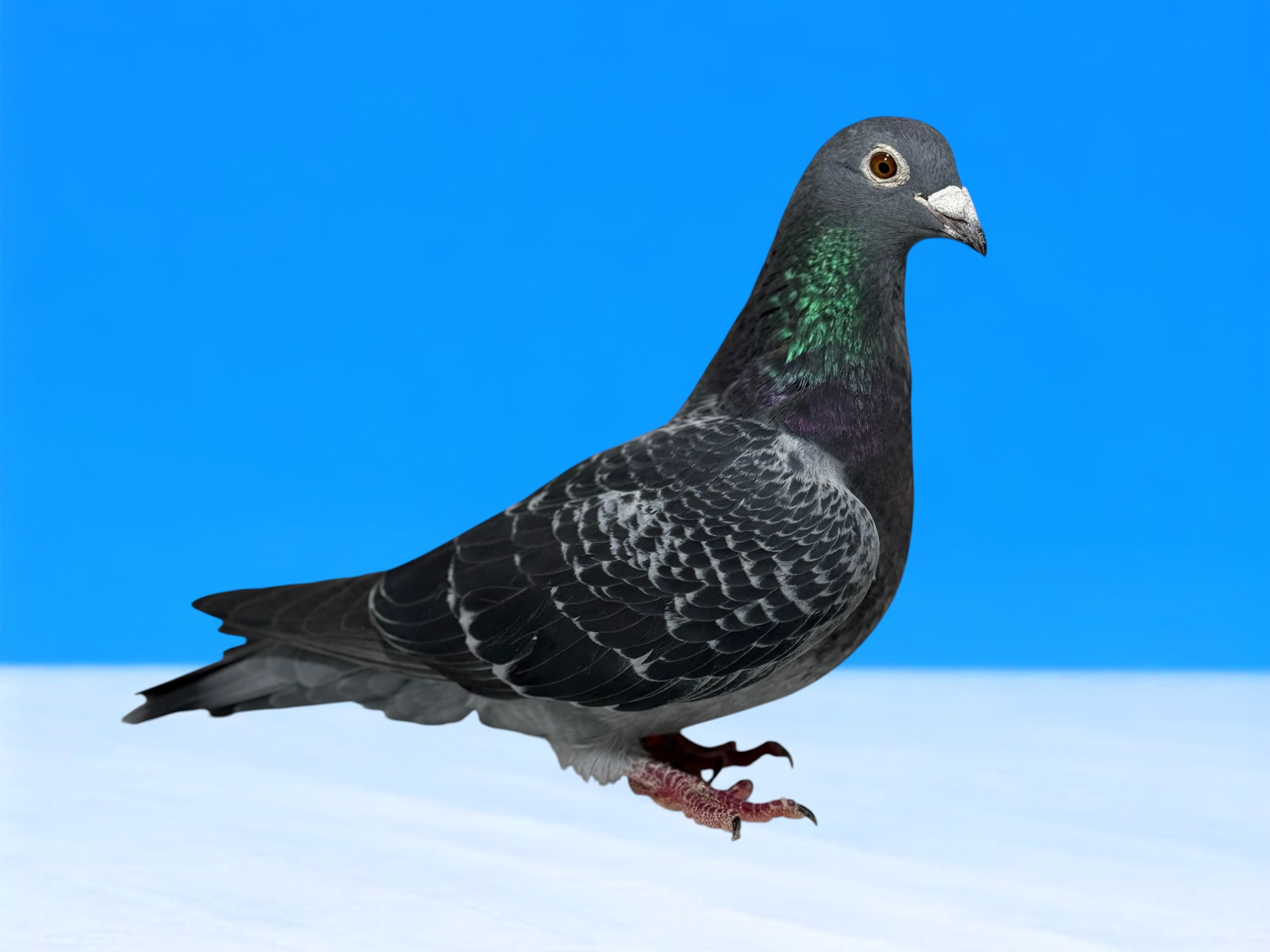 Lot 6 SA 18 3855 DC Hen Busschaert X bred by Peter Burke