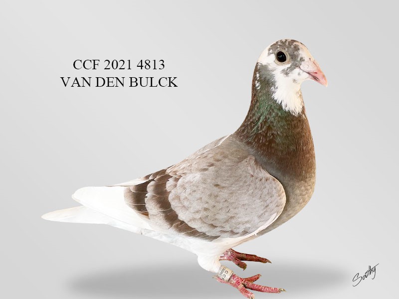 Lot 1 CCF 21 4813 MLYP Hen Van Den Bulck