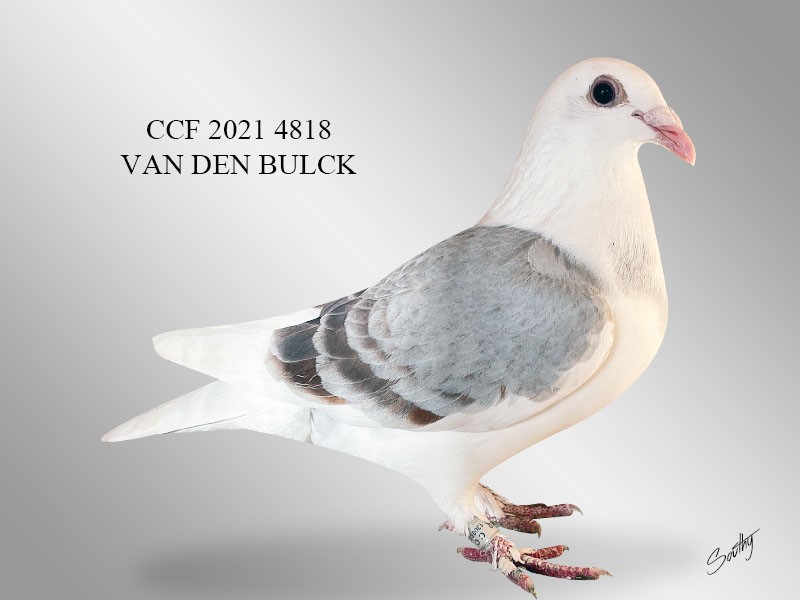 Lot 3 CCF 21 4818 GP Hen Van Den Bulck