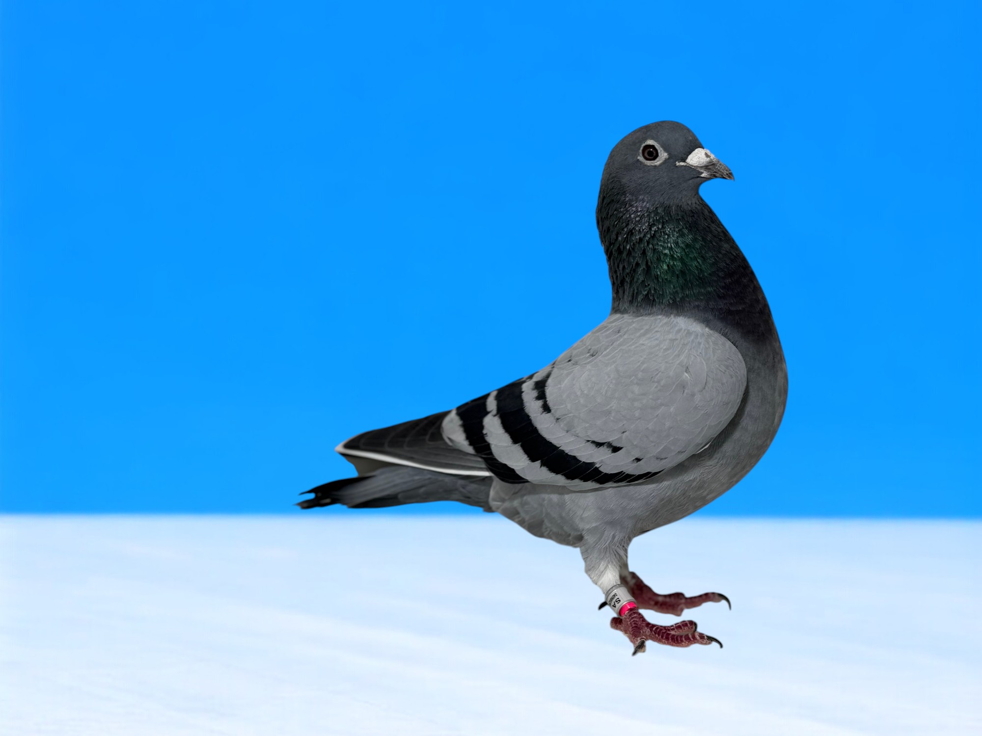 Lot 1 SA 19 4860 BBP Hen Janssen/Busscheart bred by Peter Burke