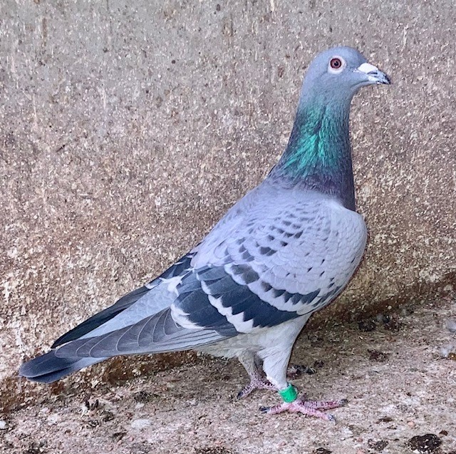 Lot 14 PRF 18 6567 BC Hen "11 Flights" bred by Phil Gorman