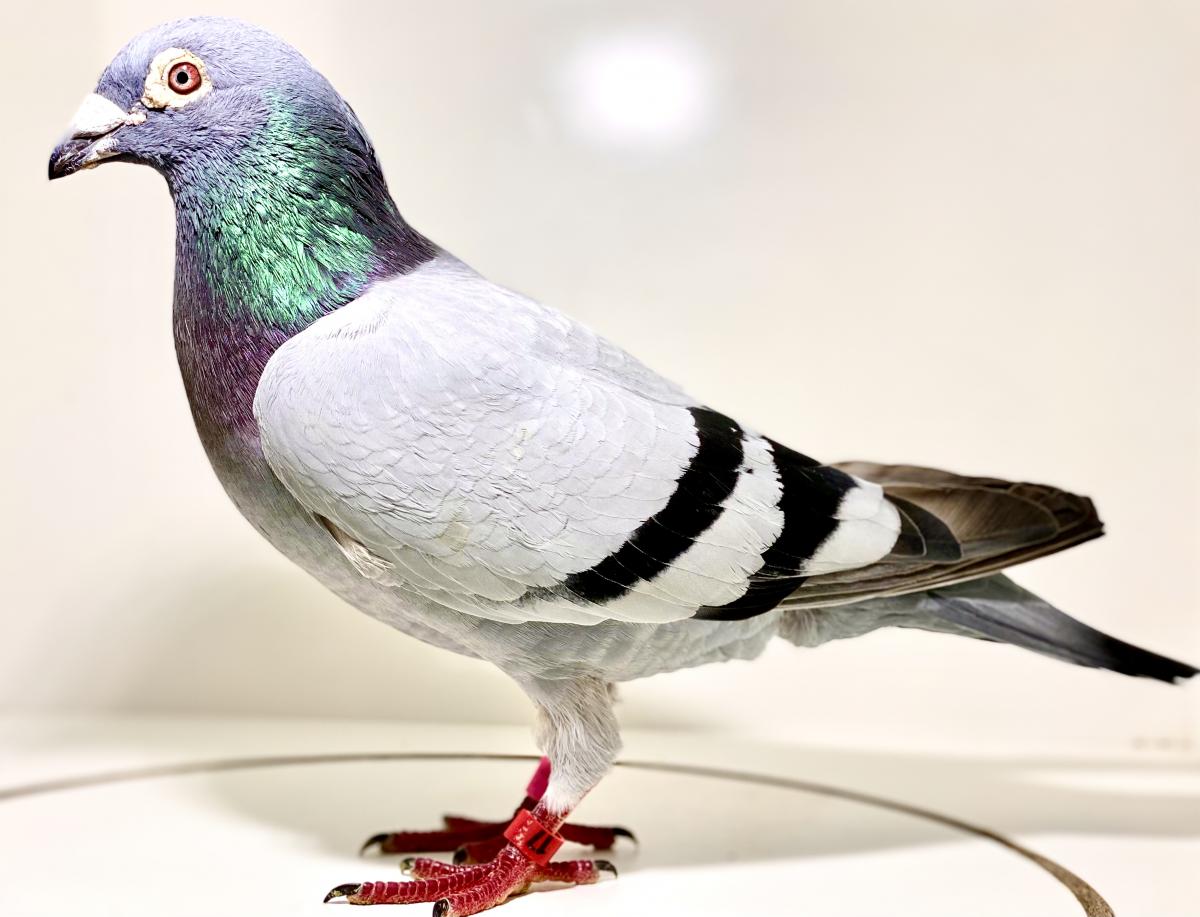 CCF 17 1028 BB Cock STEAD MIDGET BARKER/SVR X GABY/ JANSSEN