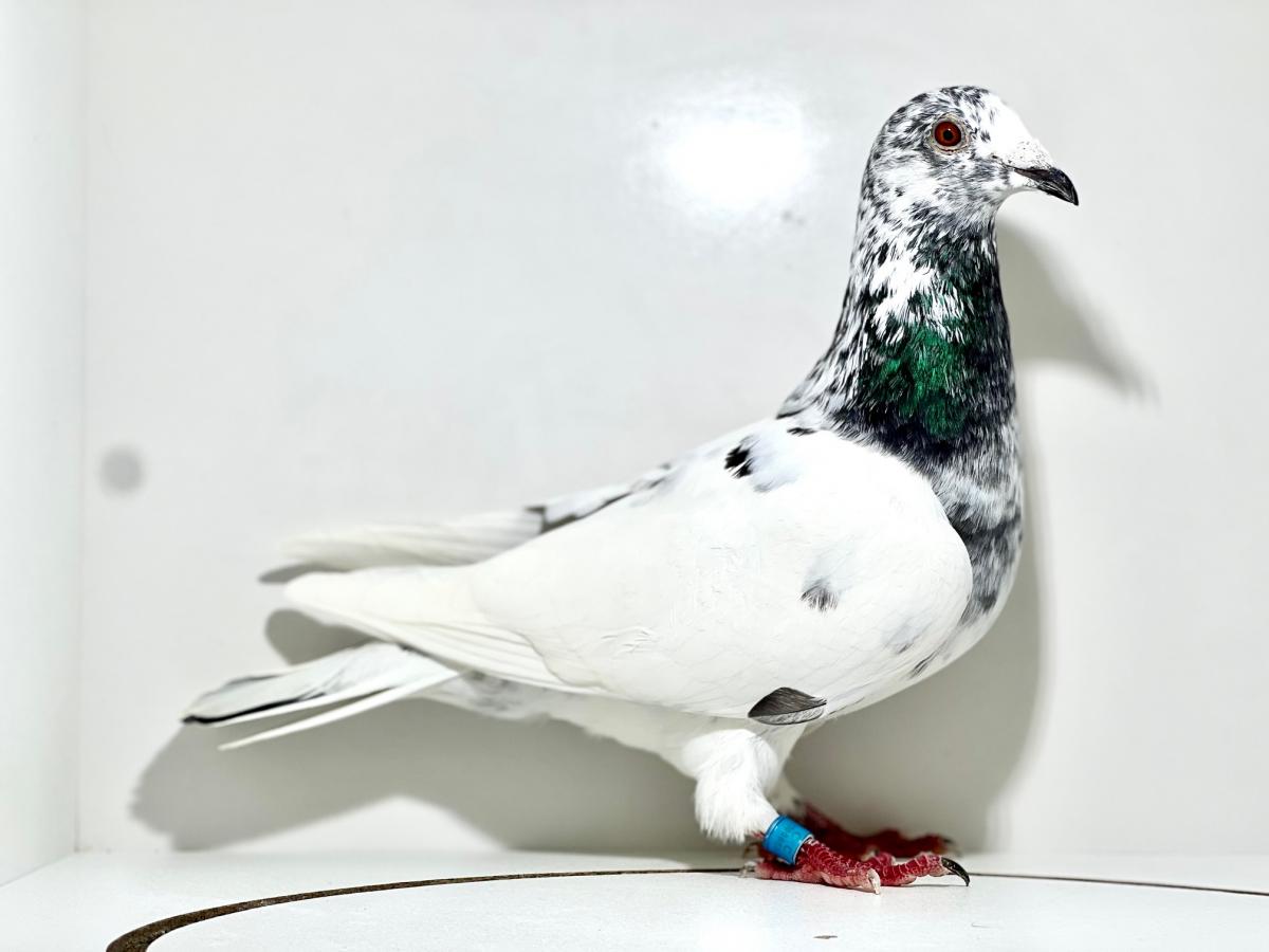 Lot 11 CCF 18 7821 Griz Hen Blenhaven Jos Thone