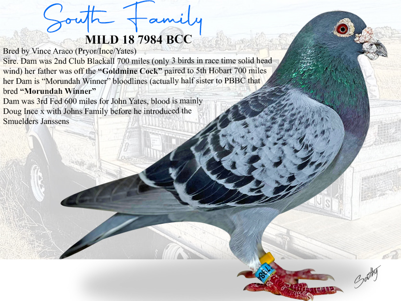 Lot 2 MILD 18 7984 BC Cock Bred by Vince Araco (Pryor/Ince/Yates)