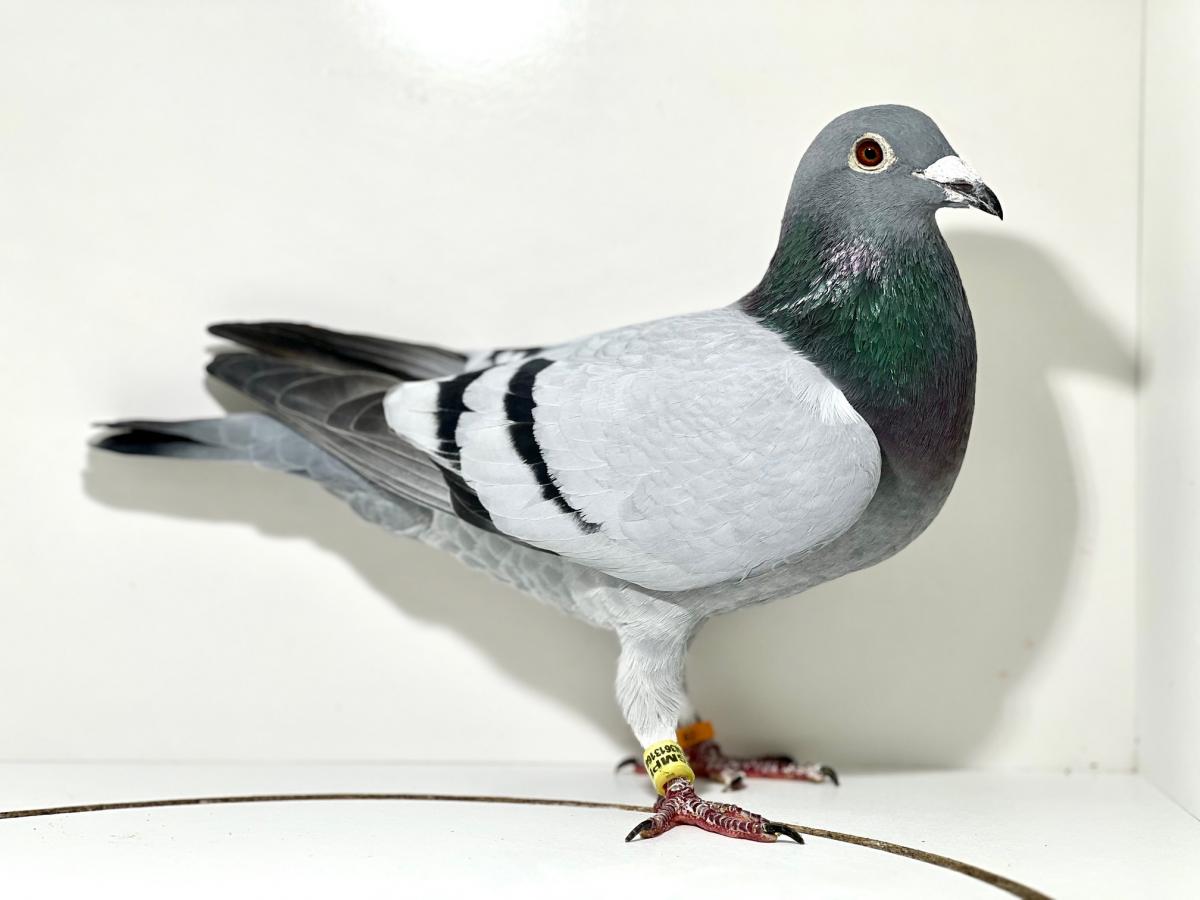 Lot 15 GMPF 18 8054 BB Hen Gaby Vandenabeele / Diamond Pigeon Auctions