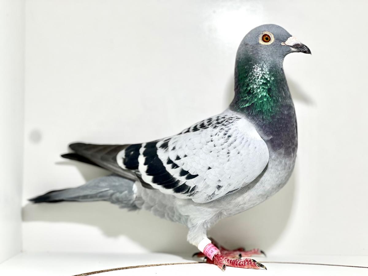 Lot 8 RPS 20 936 BC Hen Koopman Double grand daughter of "Derek ...