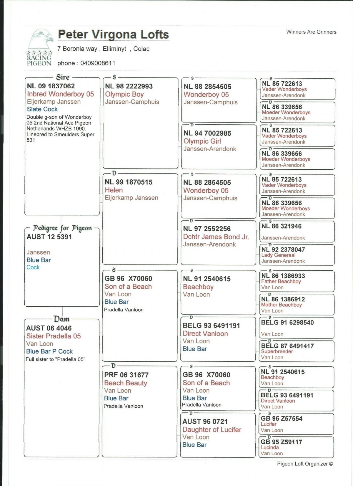 Aust 12 5391 BB Cock Janseen/Van Loon bred Greg Hamilton