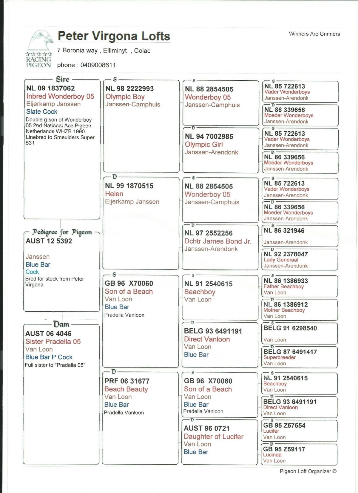 Aust 12 5392 BB Cock Janseen/Van Loon bred Greg Hamilton