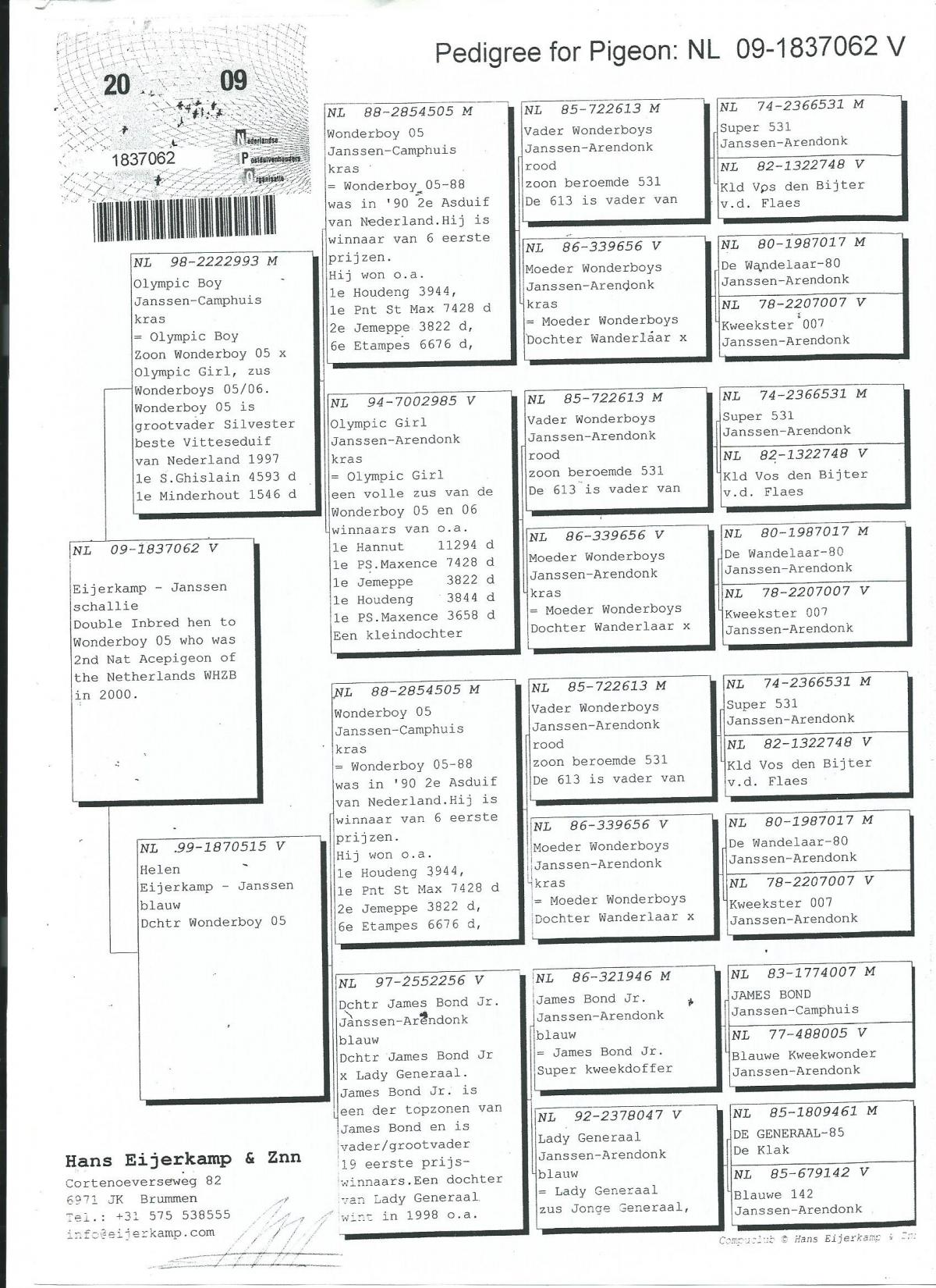 Aust 12 5391 BB Cock Janseen/Van Loon bred Greg Hamilton