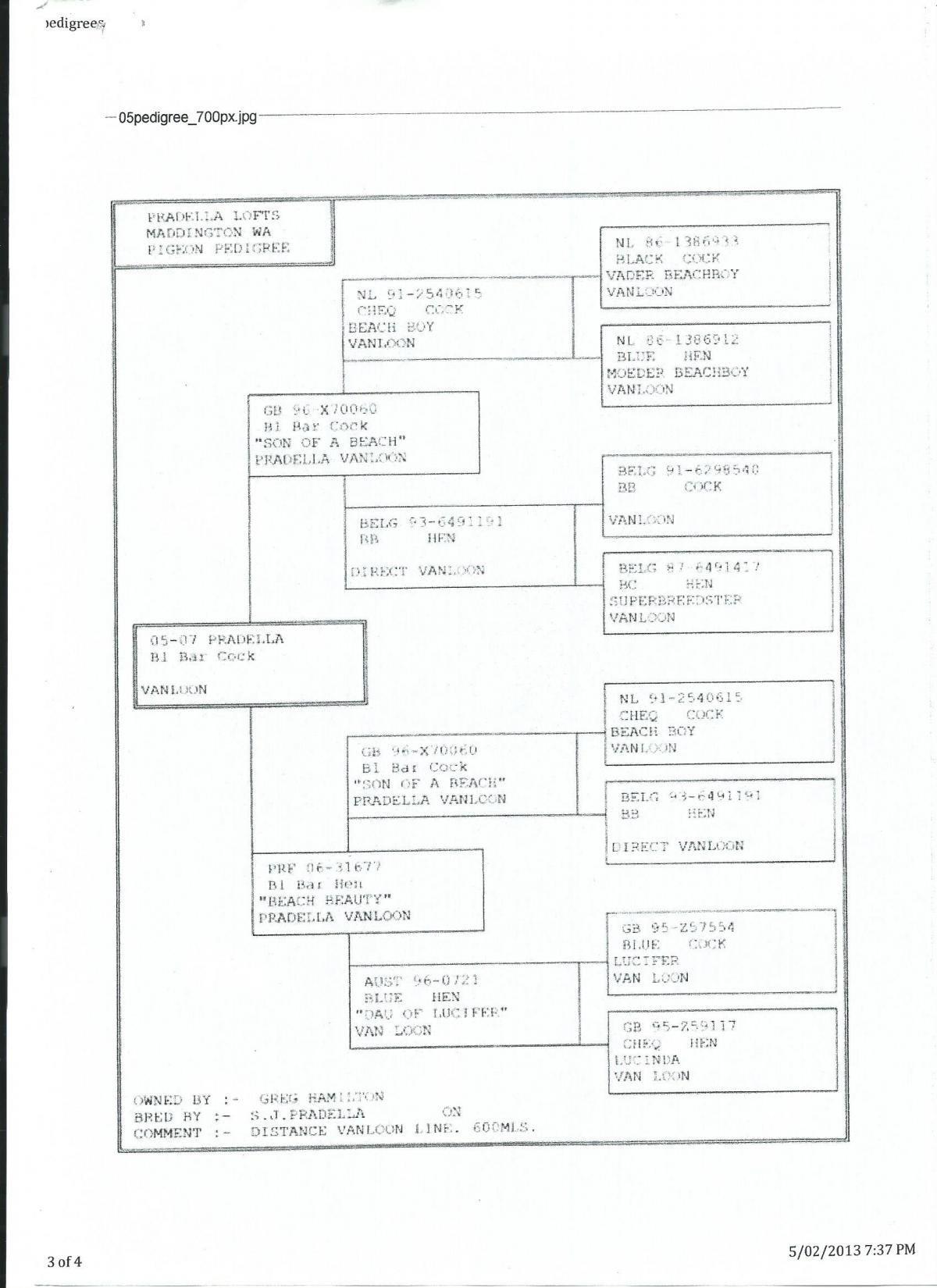 Aust 12 5391 BB Cock Janseen/Van Loon bred Greg Hamilton