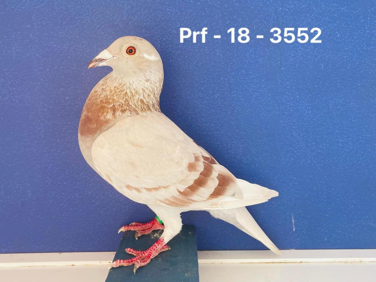 Lot 9 PRF 18 3552 MLYP Hen Van Den Bulck bred by David Van Aalst