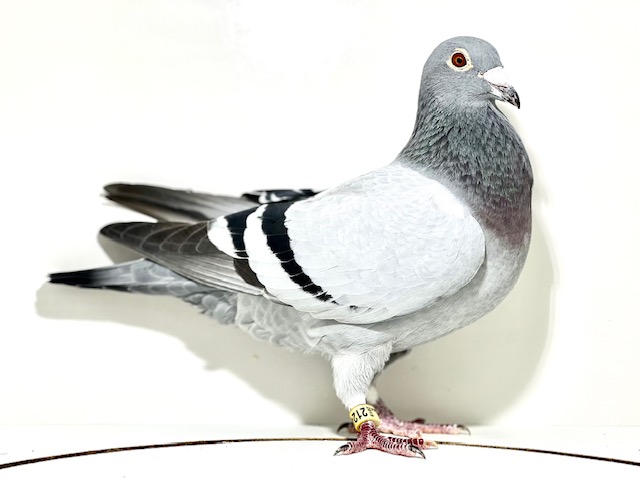 Lot 8 SA 19 21241 BB Hen Heremans X Bred by Group 1 Lofts