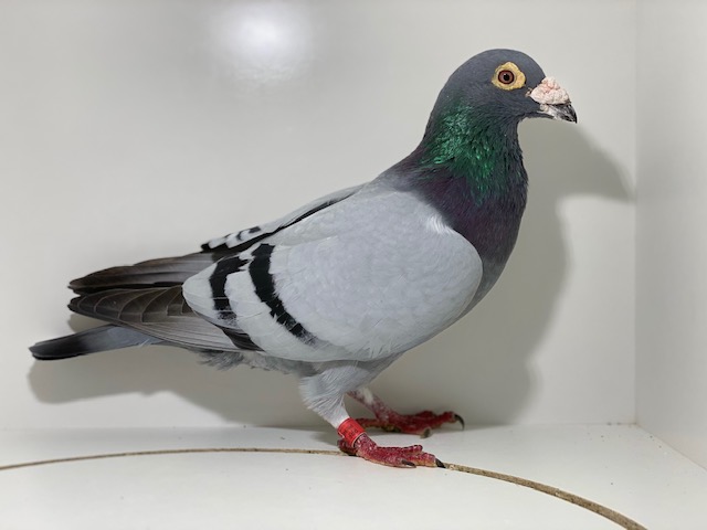 Lot 37 PRF 15 910 BB Cock National Lofts Verbruggen/Van Dyke / Diamond ...