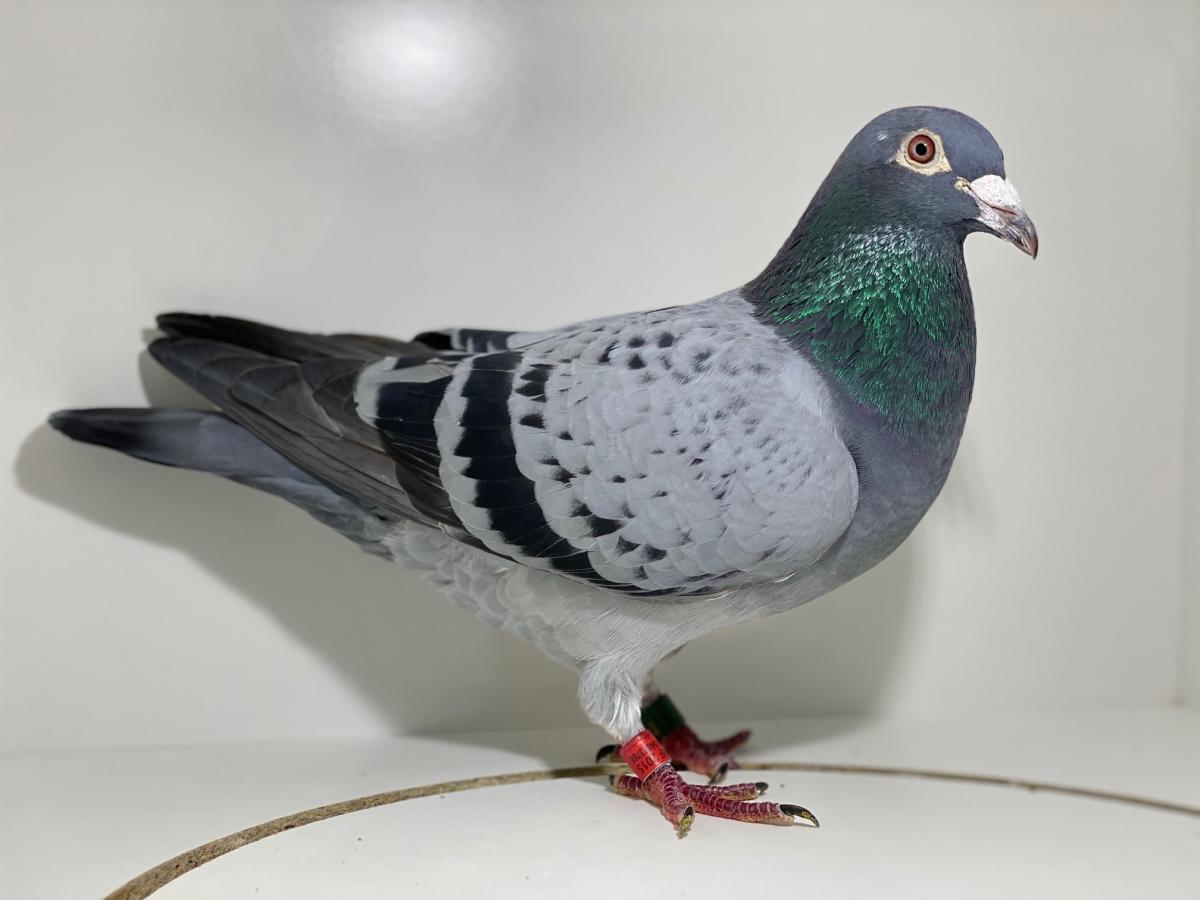 Lot 7 PRF 15 940 BC Cock Jos Thone