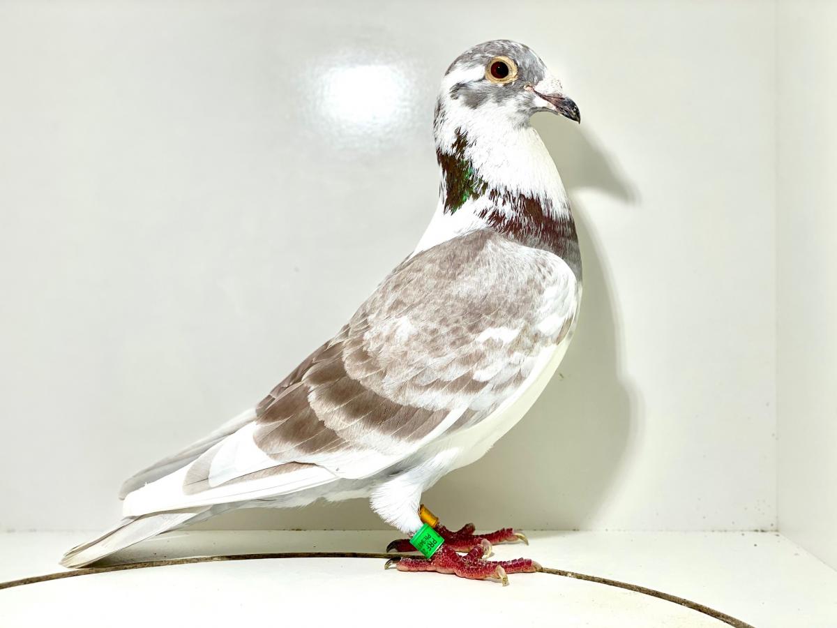 Lot 9 PRF 18-3647 "Victor"