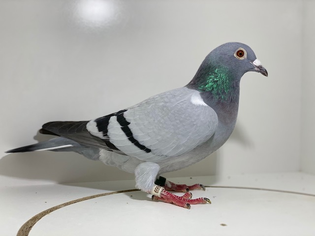 Lot 34 PRF 19 3669 BB Hen Direct off champion racer / Diamond Pigeon ...
