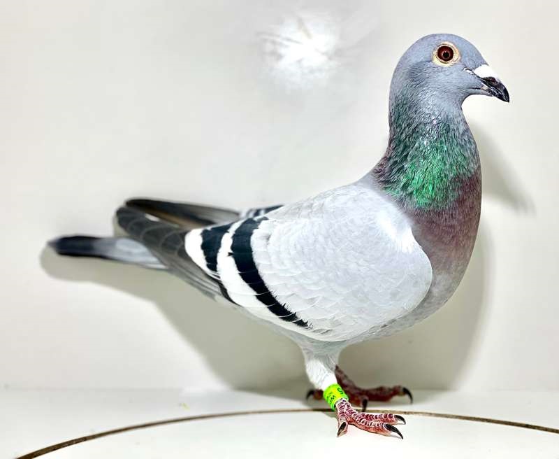 Lot 8 WPF 19-11605 "Isabella"